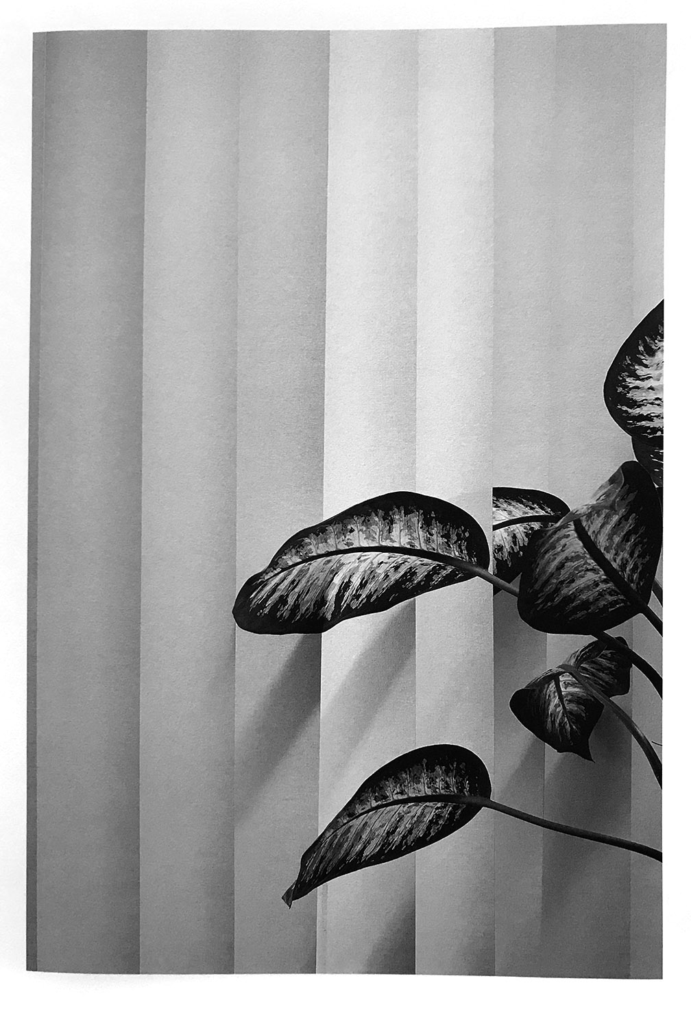 Saskia Groneberg – Büropflanze (office plant) – PhotoBook Journal