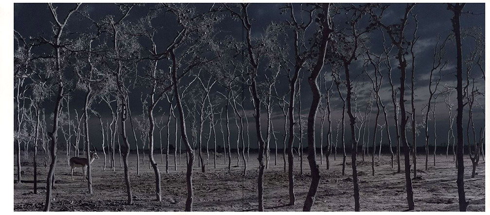 Nick Brandt – This Empty World – PhotoBook Journal