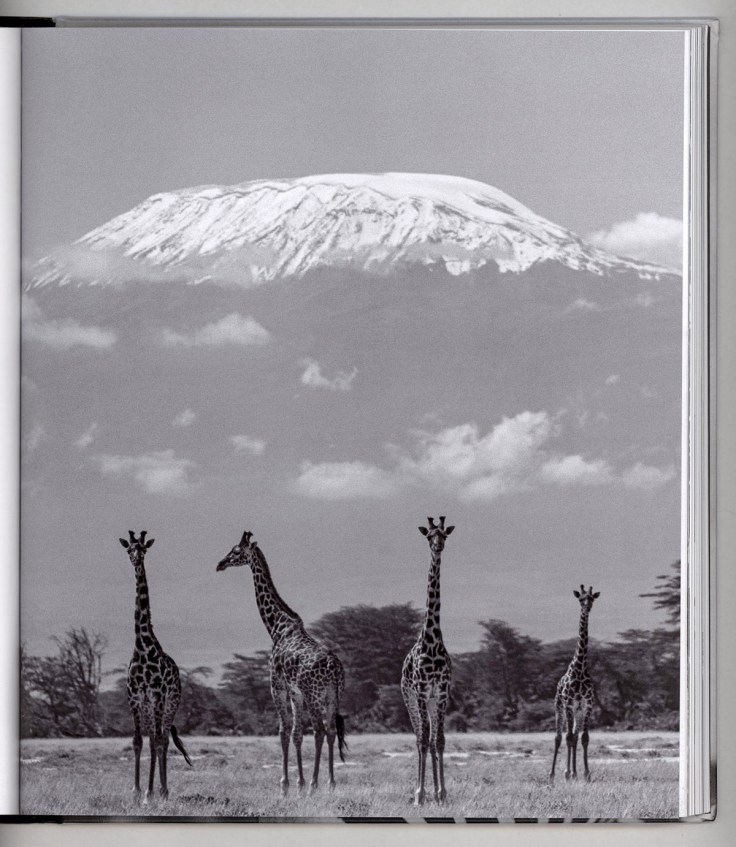 Pryor Dodge – YLLA: The Birth of Modern Animal Photography – PhotoBook ...