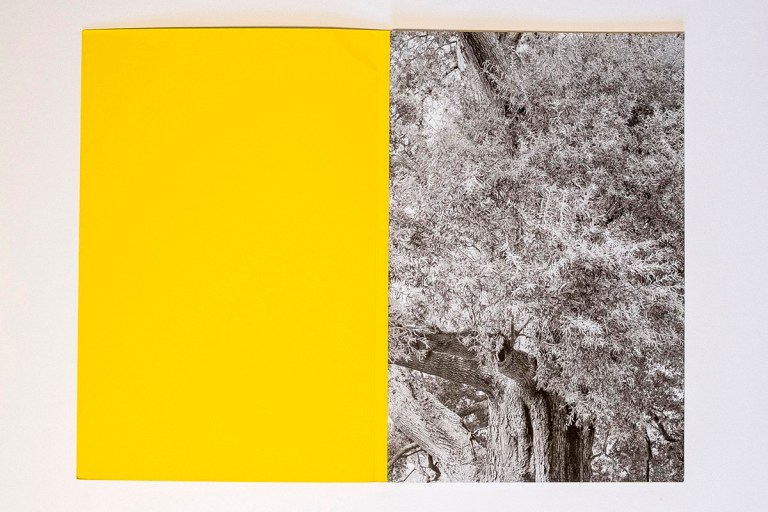 Amanda Sauer – Giant Willow Oak – PhotoBook Journal